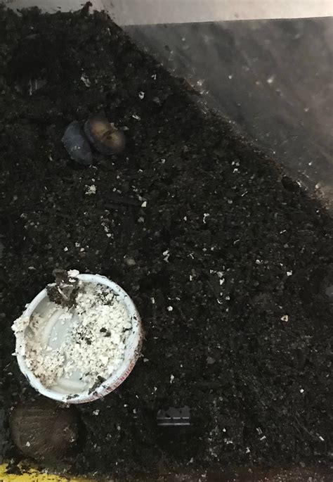 Whys My Snail Digging Holes And Burying Himself R Snails