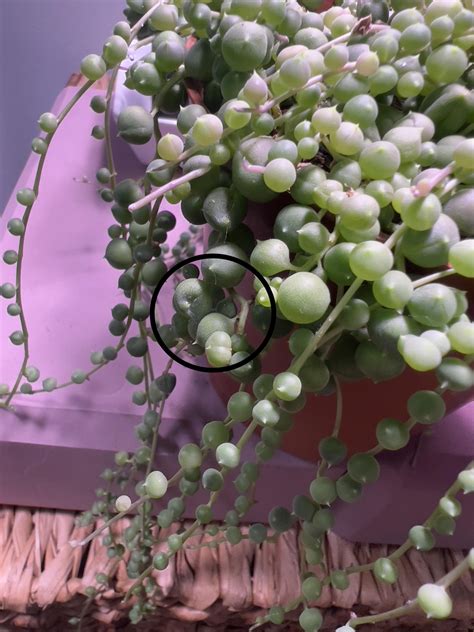 String Of Pearls Sop In Need Of Help Mealybugs Spider Mites Info In Comments And Captions R