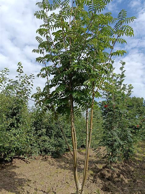 Sorbus Aucuparia Signature