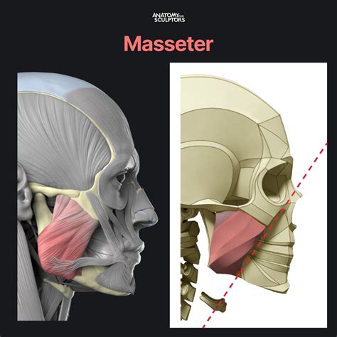 Anatomy For Sculptors ® On Twitter The Masseter Is The Strongest Of