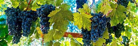 Карменер (Carmenere) - VINO.UA - Интернет-магазин вина и крепкого алкоголя