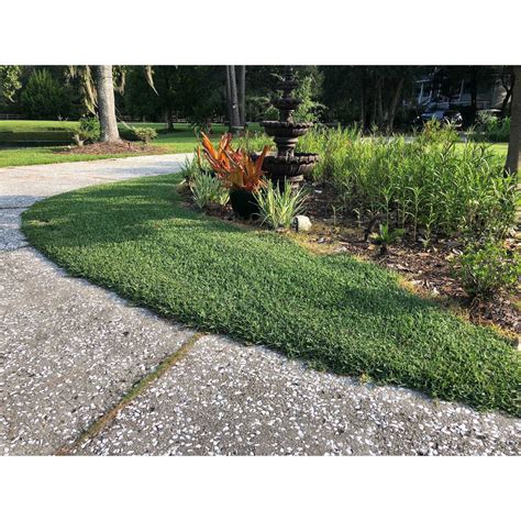 Citrablue St Augustine Premium Grass Plugs Seed World