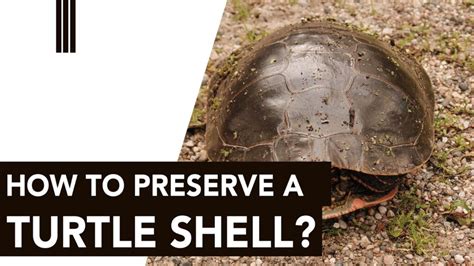 How To Preserve A Turtle Shell Sharksinfo Com