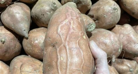 ညီလေး သွေးကြော ပုံမှန်