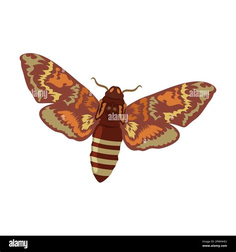 Night Moth Insect On White Background Cartoon Illustration Lady Bug