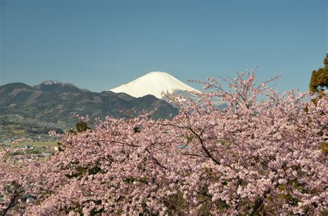 河津桜まつり 2018年2月3月上旬 湘南地方神奈川県のイベント情報
