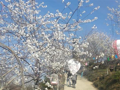 多彩贵州花漾中国碧江阳春三月百花开 乡村旅游旺起来 路腊 樱花 油菜花