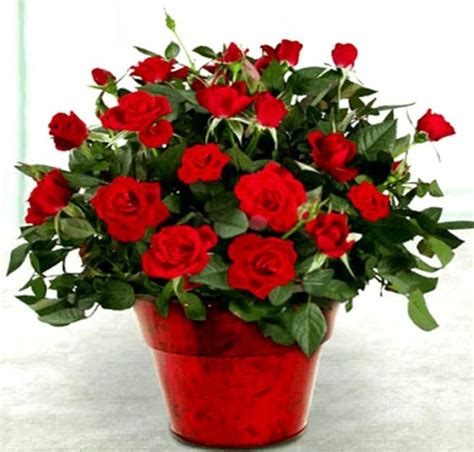 Новыйl Роза домашняя в горшке: и все ее секреты | Rosales, Flores ...