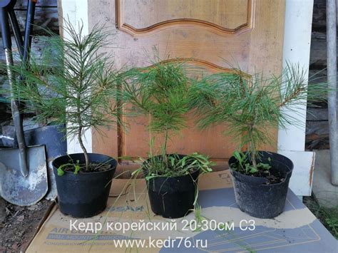 Купить саженцы кедра - Питомник Кедр 76. Крупномеры кедра, купить кедр ...