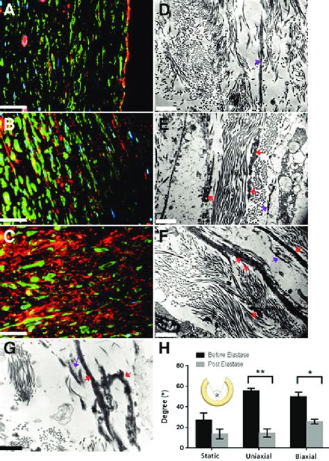 Evaluation Of Extracellular Elastic Fiber Maturity And Elastin Download Scientific Diagram
