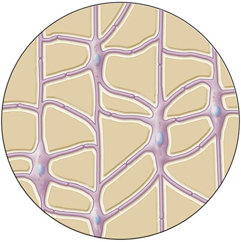 Microscopic Structures Of Compact Bone Labeling Diagram Quizlet