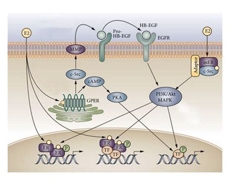 Hypothetical Estrogen Signaling Pathways In Human Cerebral Vascular Download Scientific Diagram