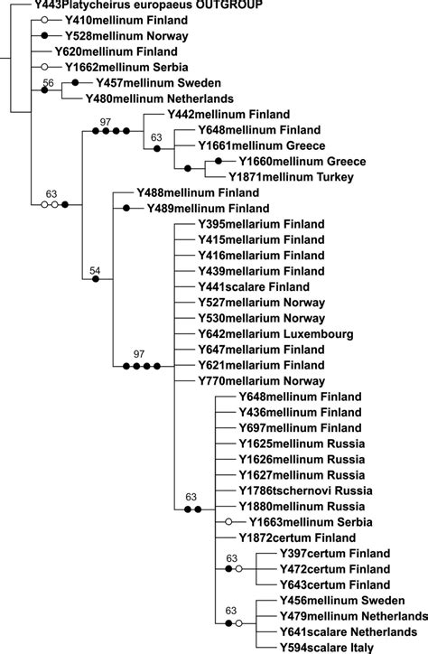 Strict Consensus Tree Resulting From Parsimony Analysis Of Mtdna Coi