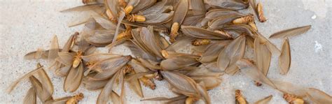 Flying White Ants Termicure Termite Baits