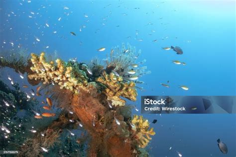 형형색색의 산호와 맑고 푸른 물에서 헤엄치는 다양한 물고기가 등장하는 생생한 수중 장면 0명에 대한 스톡 사진 및 기타 이미지 0명 다중 색상 물 Istock