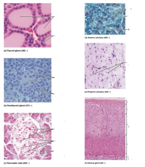 ENDOCRINE LAB Diagram Quizlet