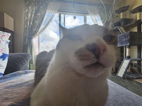 Squad Goals Cue Spongebob Nose Flute R Eldenring