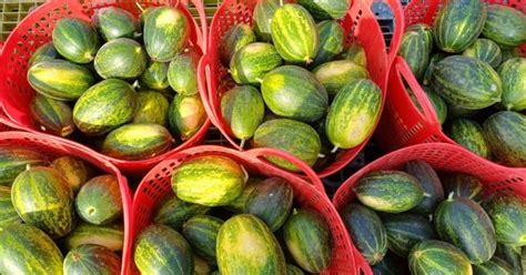 고령군 전국 최고 성산 ‘파파야 멜론 첫 출하”