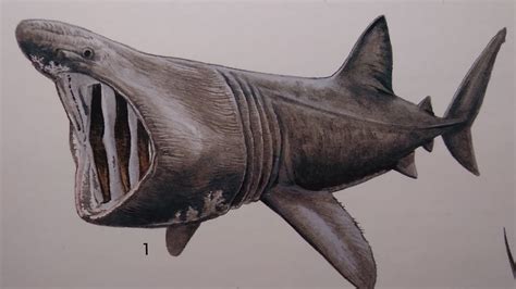 How To Draw A Basking Shark Youtube