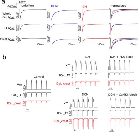 Computational Modeling A Overview Of Whole L Type Calcium Current