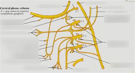 Cervical Plexus Diagram Quizlet
