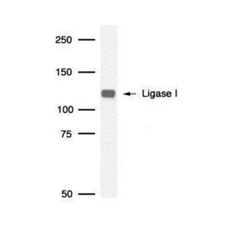 Dna Ligase I Monoclonal Antibody 10h5 Invitrogen™ 100 μg