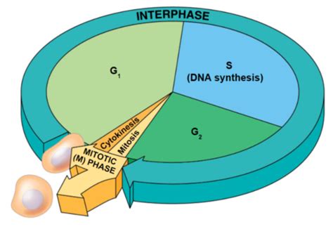 Reproduction And Development Flashcards Quizlet