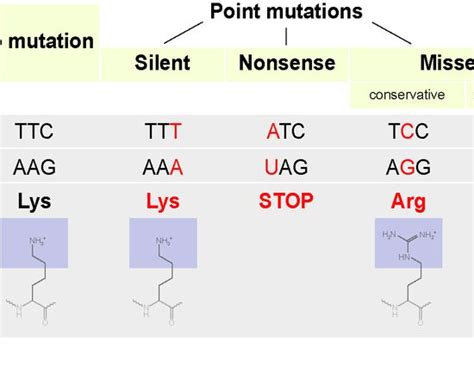 Difference Between Mutation And Variation Definition Types Features Somatic Mutation