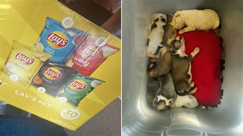 What These Rescuers Found Inside A Chip Box Left Out In The Cold Is