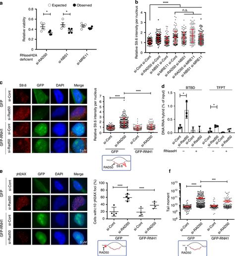 Conserved Rnaseh Dependence And R Loop Accumulation In Human Cells Conserved Rnaseh Dependence And R Loop Accumulation In Human Cells