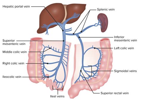 Colon Cecum And Appendix Anatomy Concise Medical Knowledge