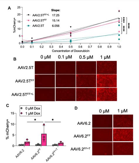 Figure 6 From Reciprocal Mutations Of Lung Tropic Aav Capsids Lead To Improved Transduction