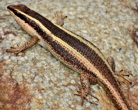 African Skink