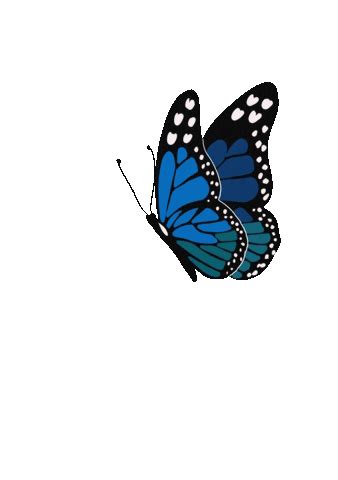 Animated Blue Butterflies Larvalbug Bytes Graphics Page 11