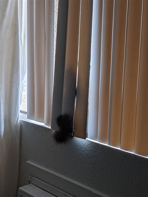 She Thinks Shes Hiding Rcats