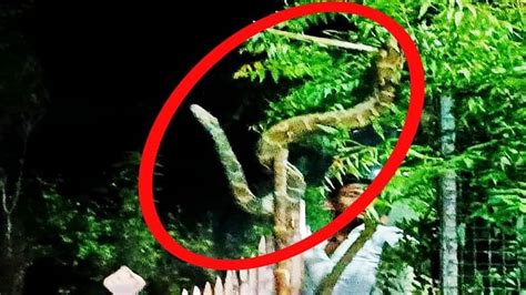 Python Hanging On The Tree On Govardhan Parikrama Marg In Mathura Amar Ujala Hindi News Live