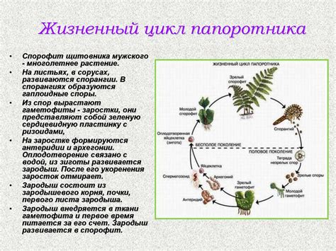 Цикл развития папоротника схема с описанием 90 фото