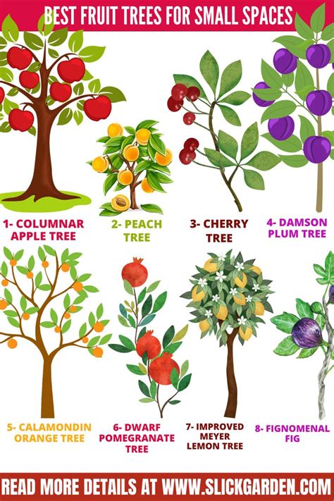 Best Fruit Trees For Small Spaces Diagram