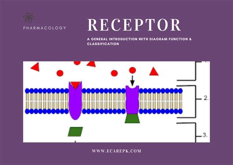 Different Types Of Light Receptors At Sandie Ambler Blog