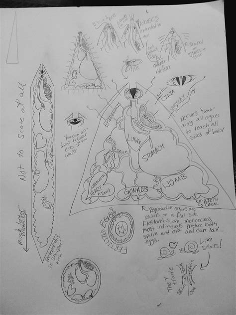 Flatlander Anatomy And Other Drawings August 23rd 2023 Tinyel Free