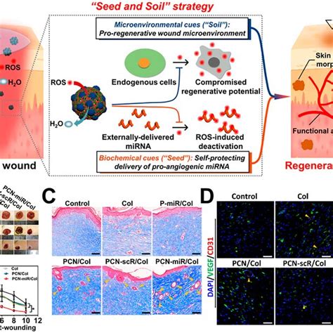 Promoting Angiogenesis Using A Nanozyme‐reinforced Self‐protecting Download Scientific Diagram