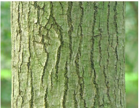 枫香树 上海植物