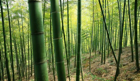 白夹竹图册 360百科