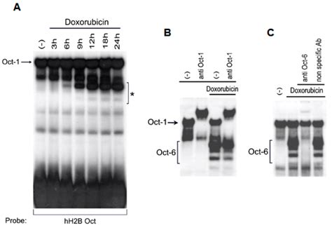 Doxorubicin Dox Induces Octamer Dna Binding Complexes In H460 Cells Download Scientific