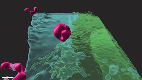 Diapedesis Animation