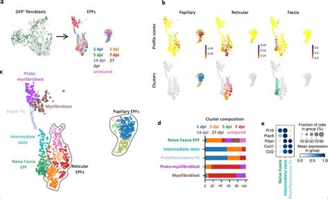 Fascia To Myofibroblast Differentiation Occurs Within The Download Scientific Diagram