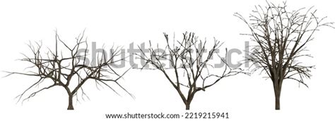 Denuded Tree Over 18 Royalty Free Licensable Stock Illustrations Drawings Shutterstock