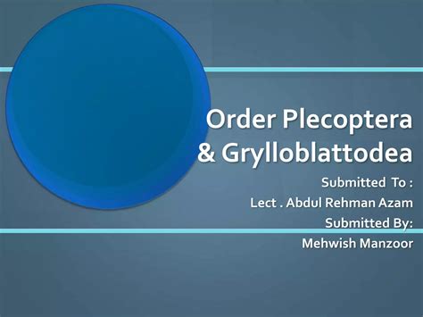 Order Plecoptera And Grylloblattodea Pptx