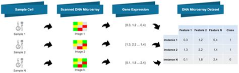 Dna Microarrays Encyclopedia Mdpi