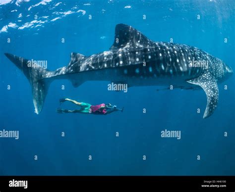 Marine Biologist Dr Chris Rohner Laser Measuring And Photographing A